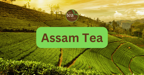 Who Discovered Tea in Assam? - The Tea Shop